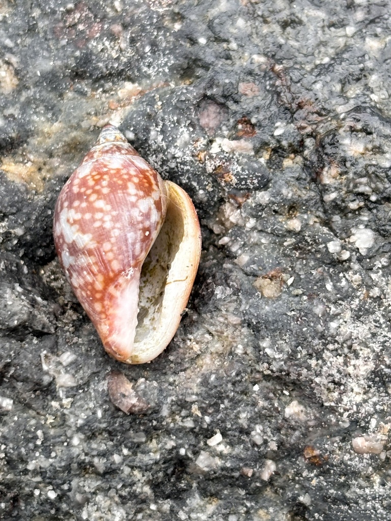 Columbella fuscata in January 2024 by fernando0c · iNaturalist