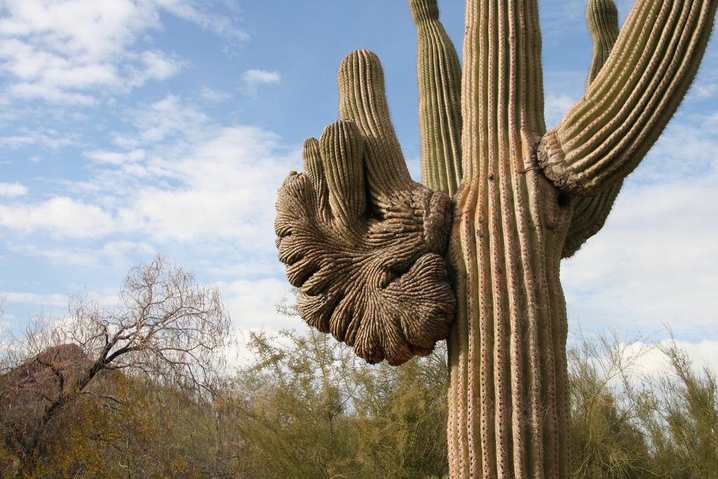 saguaro from N Central Ave, Phoenix, AZ, US on December 30, 2009 at 03: ...