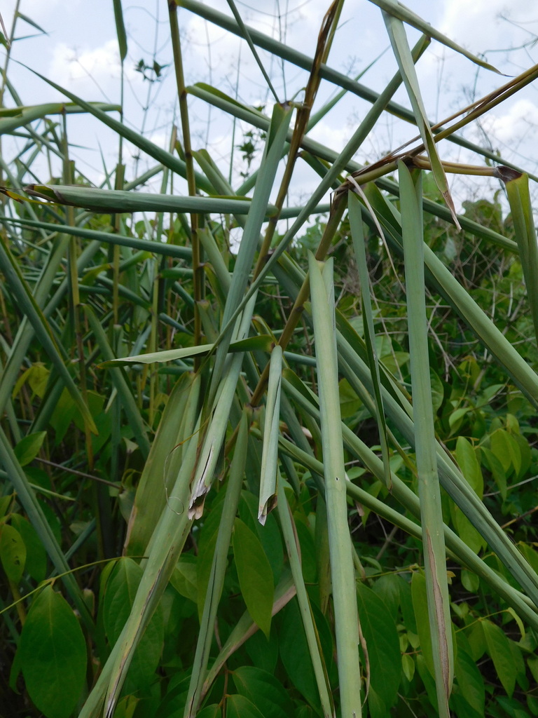 grasses from Yangon, Myanmar (Burma) on May 7, 2018 at 10:20 PM by ...