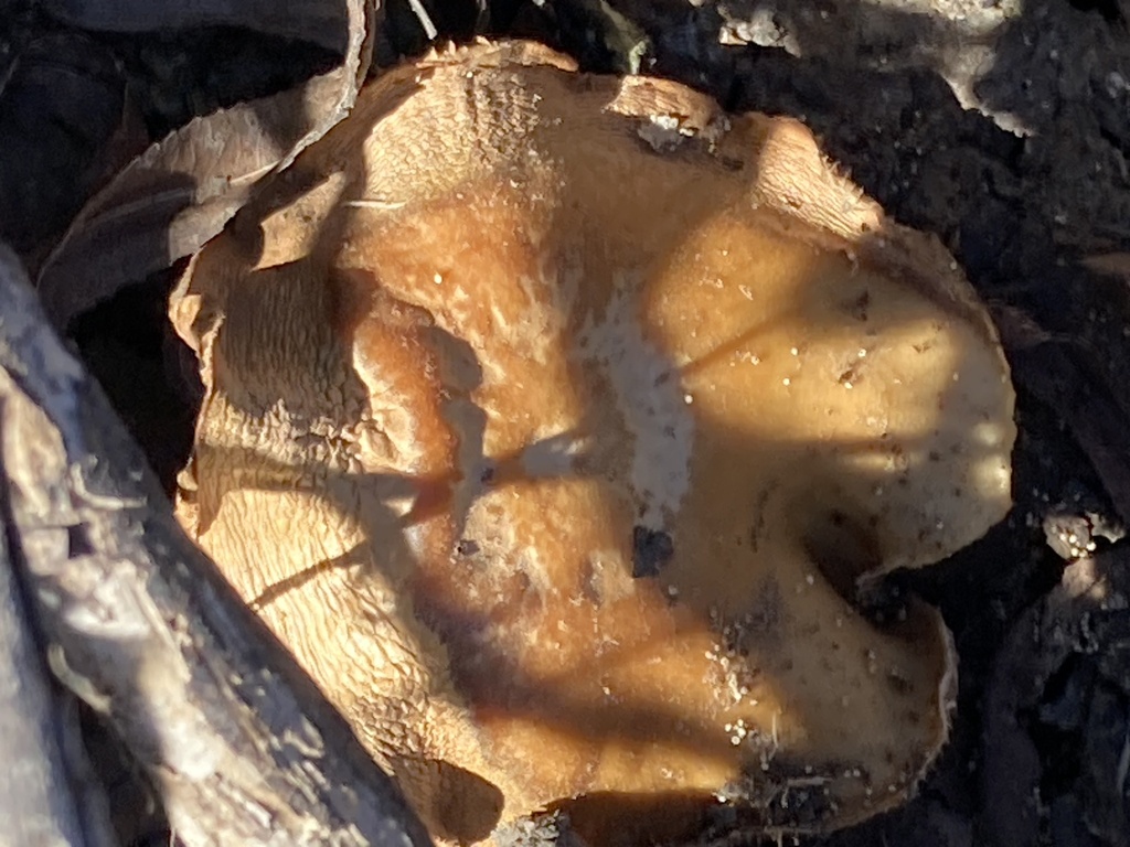 Fungi Including Lichens from Alvord, TX, US on January 18, 2024 at 01: ...