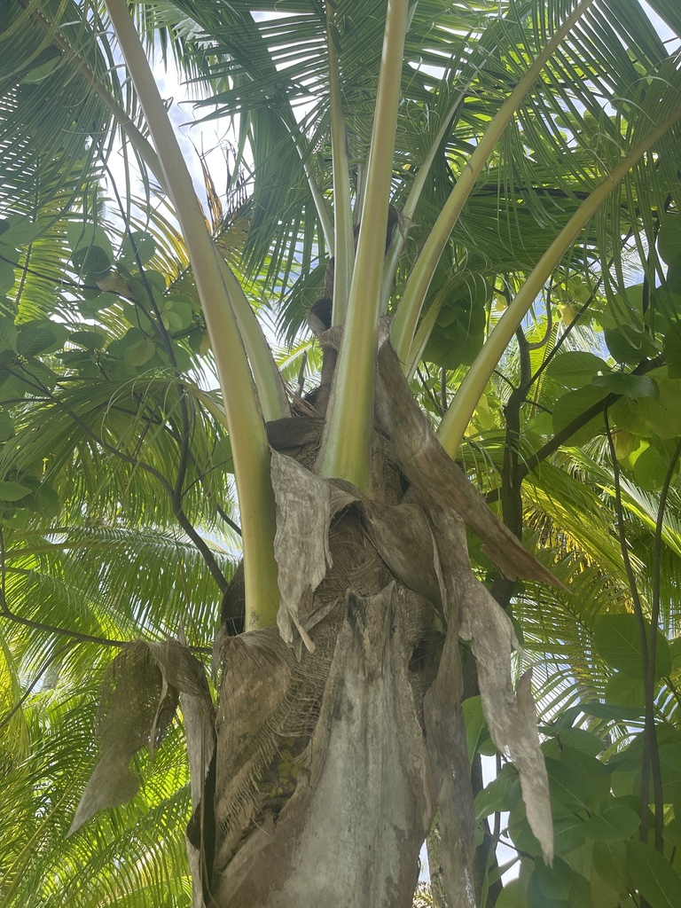 monocots from Onetahi, Französisch-Polynesien, PF on January 18, 2024 ...