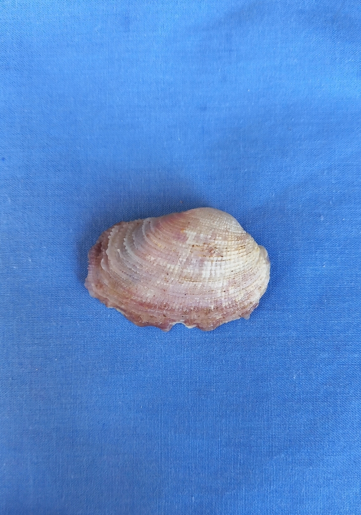 Boring Venus Shell from Narooma NSW 2546, Australia on January 17, 2024 ...