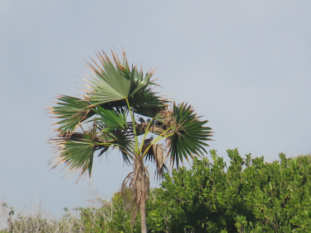 Silver Thatch Palm from Puerto Ferro, Vieques 00765, Puerto Rico on ...