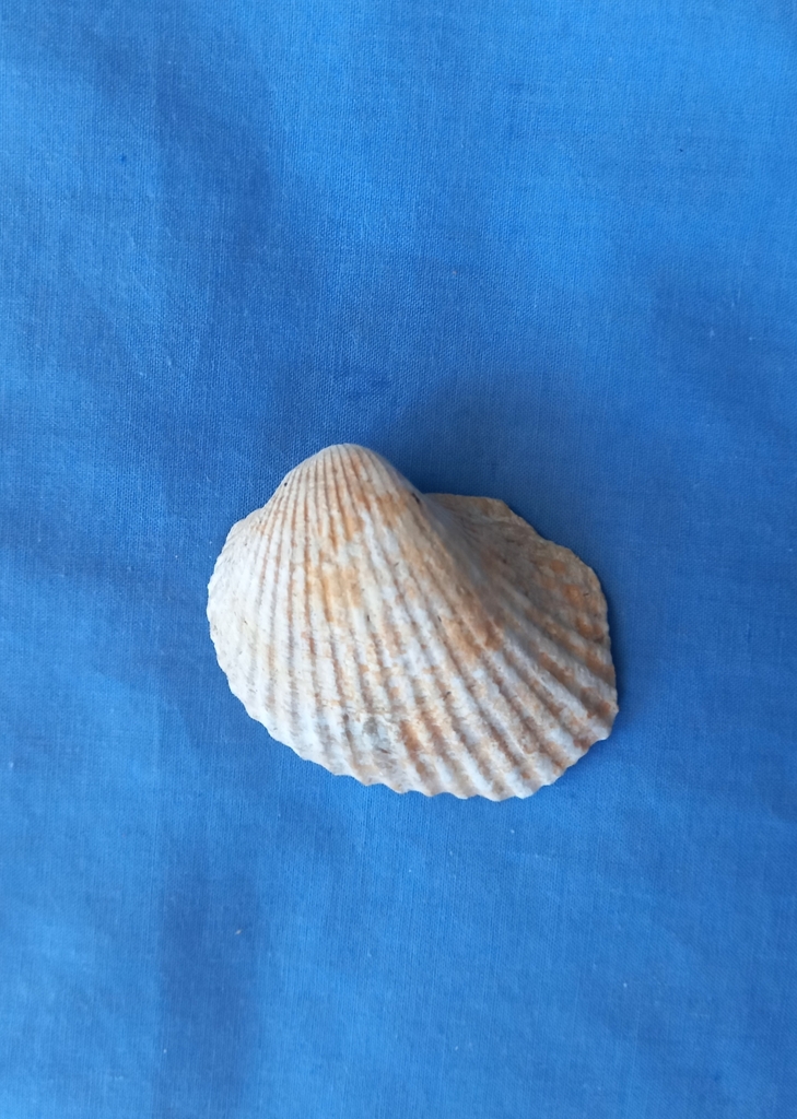 Sydney Cockle from Narooma NSW 2546, Australia on January 17, 2024 at ...