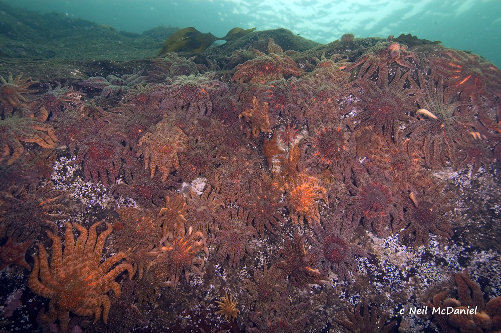 Sunflower Sea Star from Defence Islands, Howe Sound, BC, Canada on ...