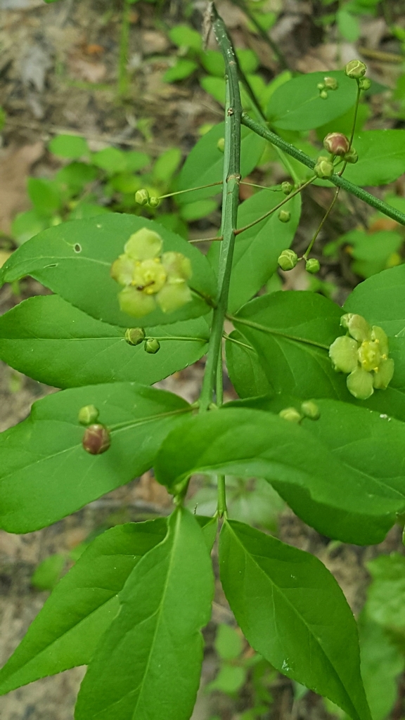 Running Strawberry-bush (Wildflowers of the Preserve at Shaker Village ...
