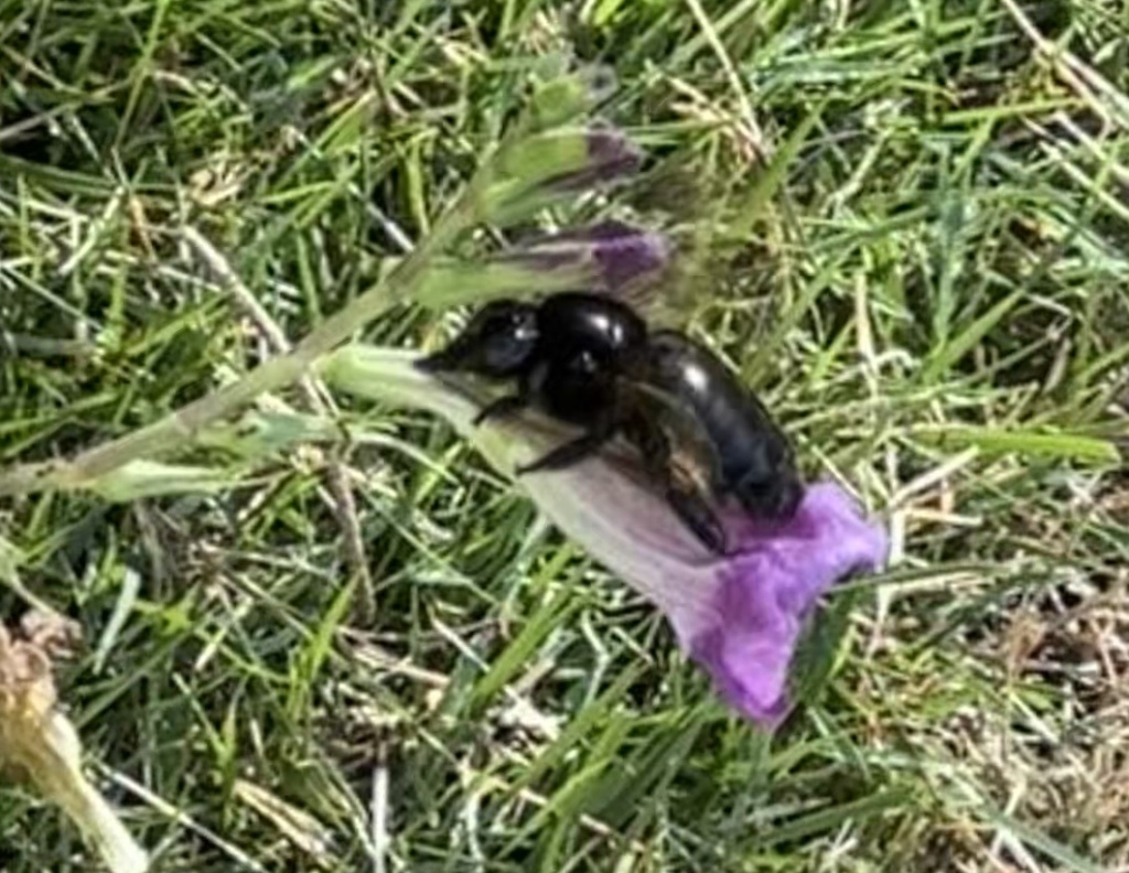 Valley Carpenter Bee from Kauaʻi, Lihue, HI, US on January 18, 2024 at 12:19 PM by TDFunk ...