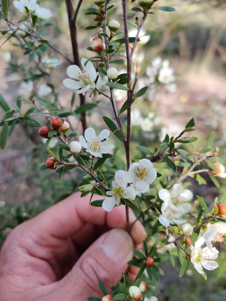 Tantoon from South Bowenfels NSW 2790, Australia on January 19, 2024 at ...