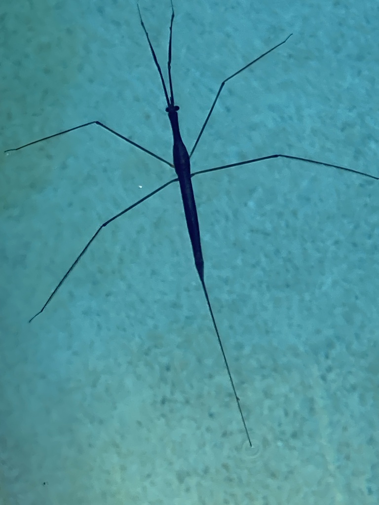 Needle Bug from Burraneer Rd, Coomba Park, NSW, AU on January 19, 2024 ...