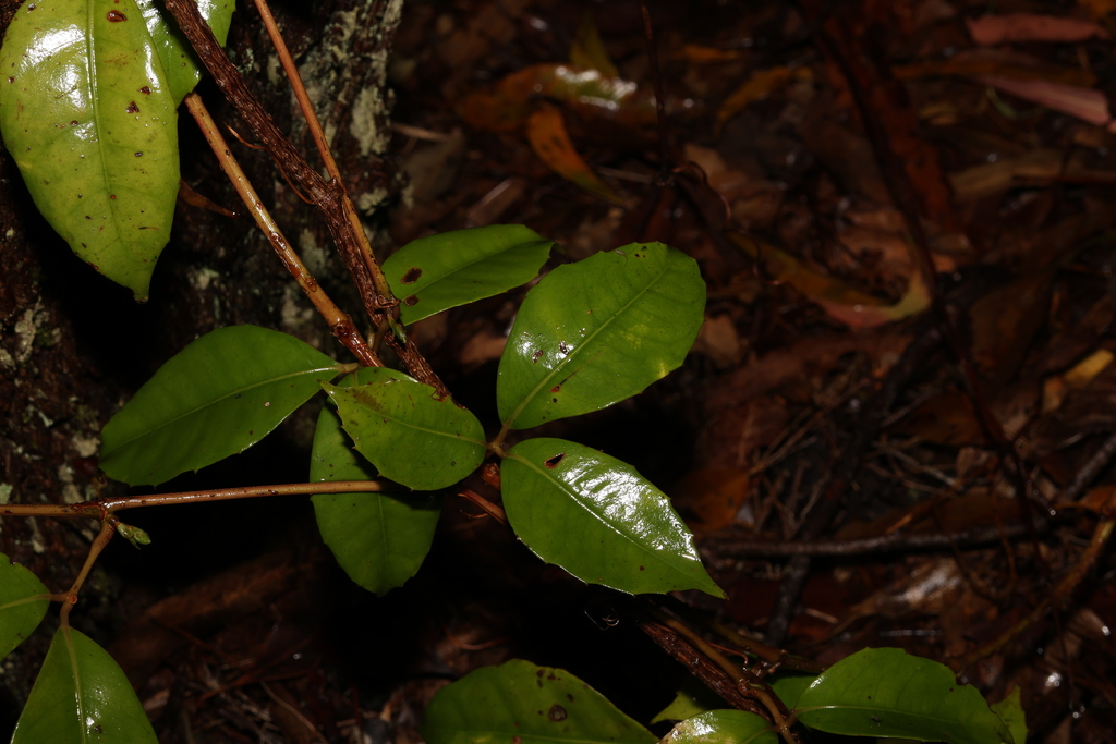 Native Grape from Landsborough QLD 4550, Australia on January 15, 2024 ...
