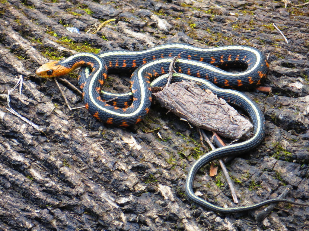 Red-spotted Garter Snake (Thamnophis sirtalis concinnus) - Snakes and ...