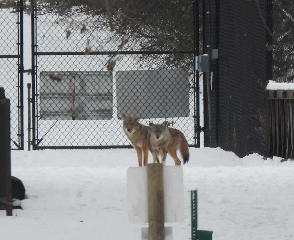 Coyote from Loudoun County, VA, USA on January 18, 2024 at 12:42 PM by ...