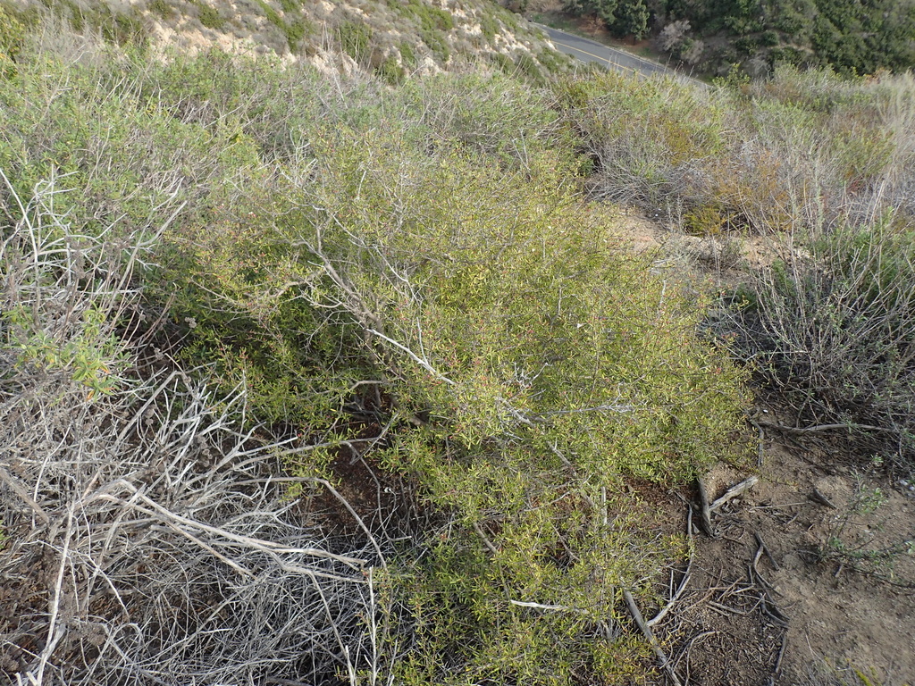 Bushrue from Tahiti Ave, Laguna Beach, CA, US on January 18, 2024 at 02 ...