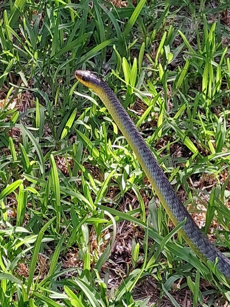 Common Tree Snake from Mooney Mooney NSW 2083, Australia on January 18 ...