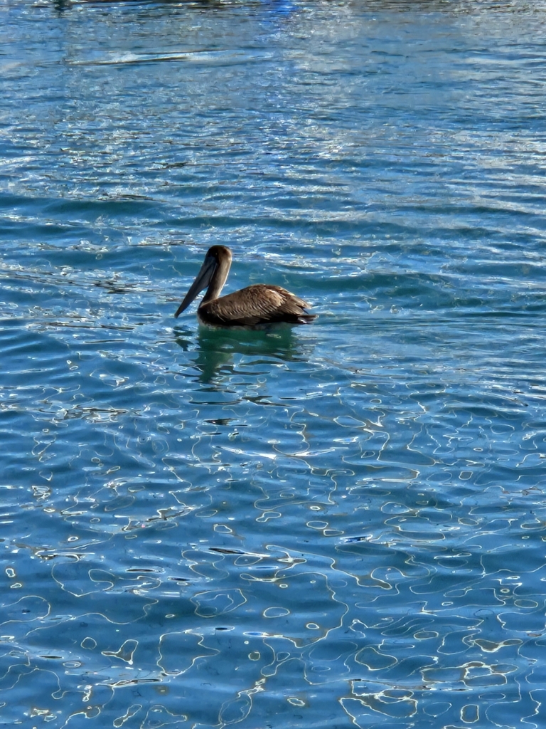 Brown Pelican from Los Cabos, MX-BS, MX on January 18, 2024 at 11:43 AM by bakervicky · iNaturalist