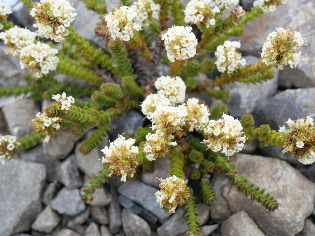 Veronica epacridea from Lake Ōhau, New Zealand on January 8, 2024 at 02 ...