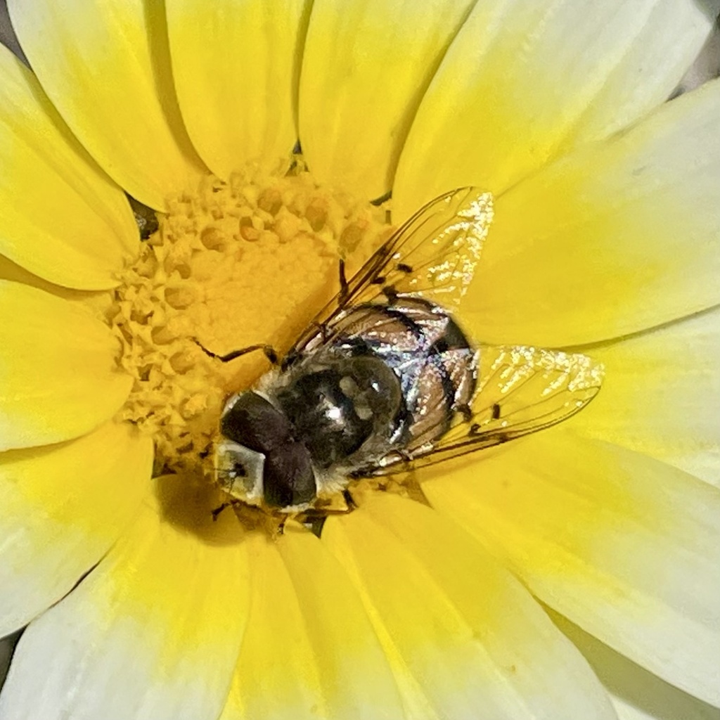 Yellow-spotted Bromeliad Fly from Sunset Cliffs Natural Park, San Diego ...