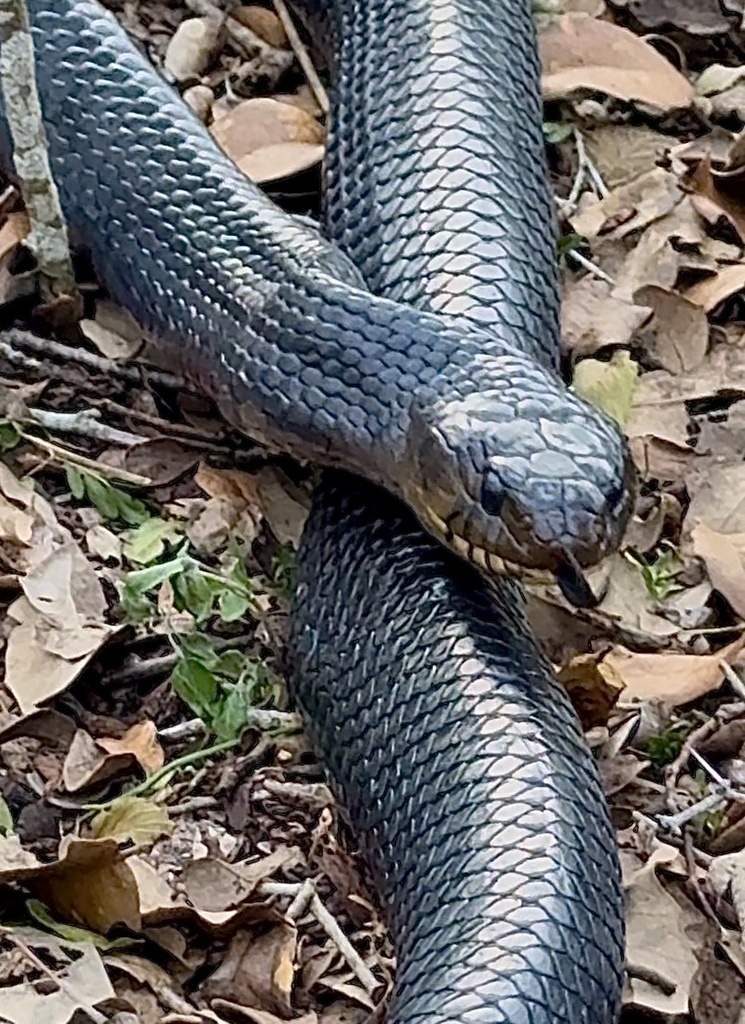 Texas Indigo Snake in January 2024 by trekor1 · iNaturalist