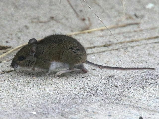 White-footed Mouse from Fort Tilden, Queens, NY, USA on October 23 ...