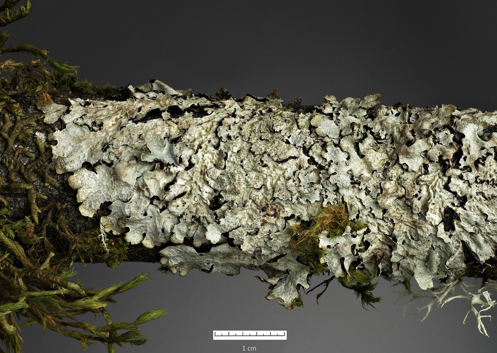 Western Shield Lichen from Larrabee State Park, Whatcom County, WA, USA ...