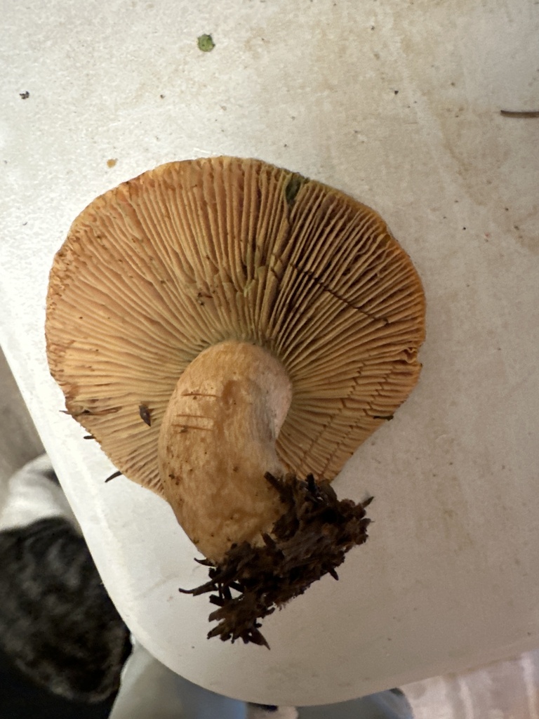 Red-bleeding Milk Cap from Deer Ln, Willits, CA, US on January 18, 2024 ...