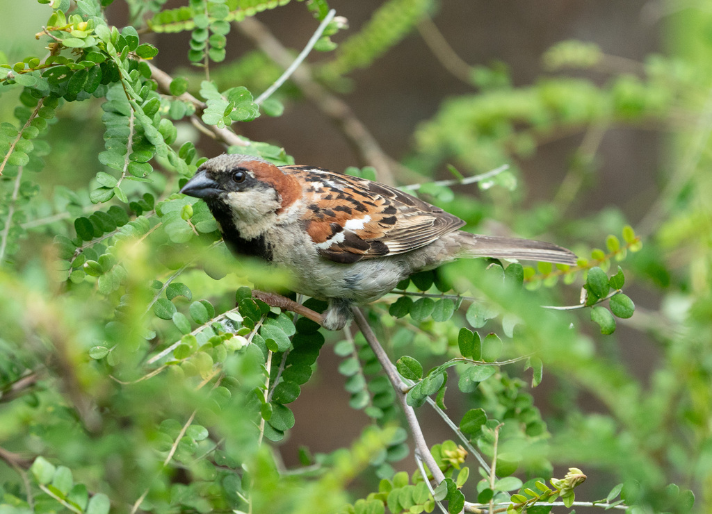 European house sparrow from Karori, Wellington, New Zealand on January ...