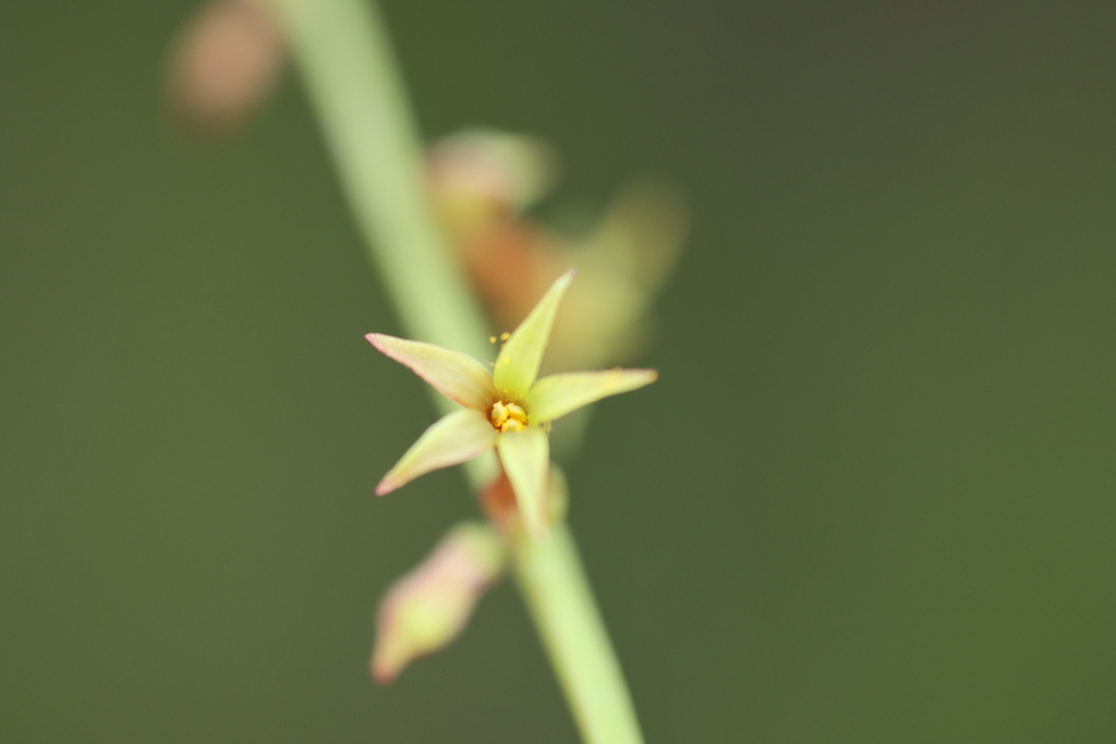 Yellow Stackhousia from Blue Mountains Nat'l Park NSW 2787, Australia ...