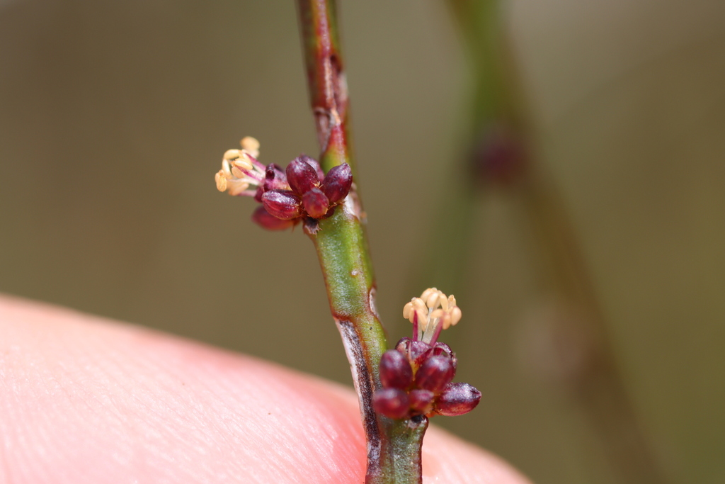 Broom Spurge from Blue Mountains Nat'l Park NSW 2787, Australia on ...