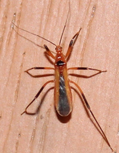 Polytoxus from Smiths Lake NSW 2428, Australia on January 18, 2024 at ...
