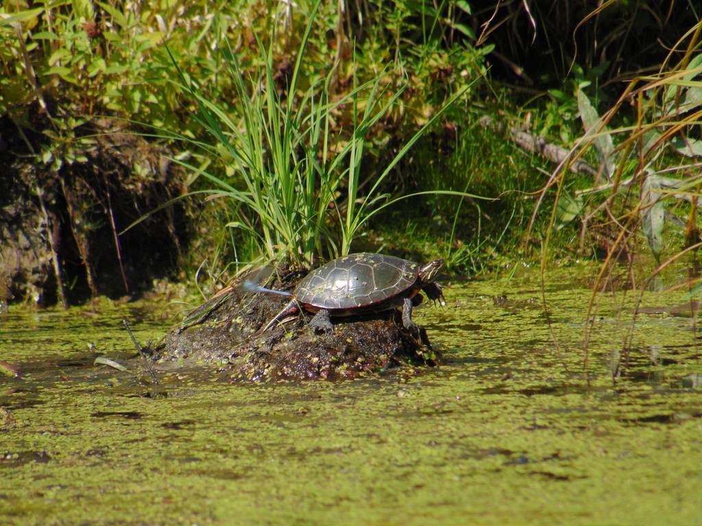Painted Turtle from Outaouais, QC, Canada on September 9, 2023 at 01:28 ...
