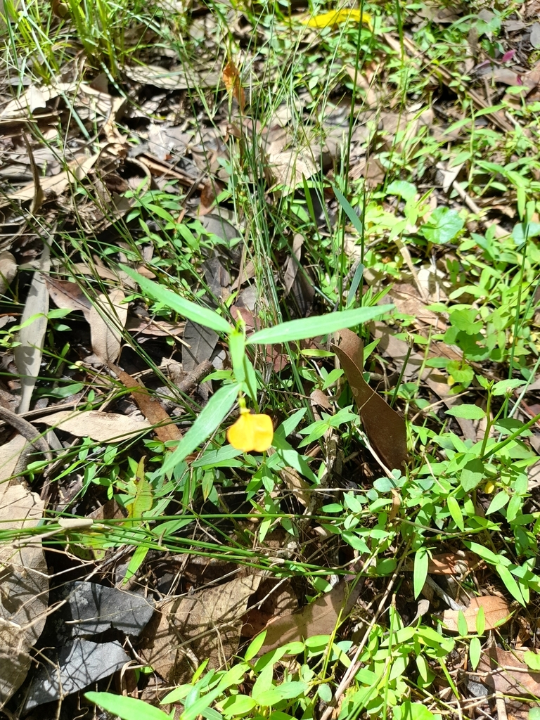 spade flower from Mount Cotton QLD 4165, Australia on January 19, 2024 ...