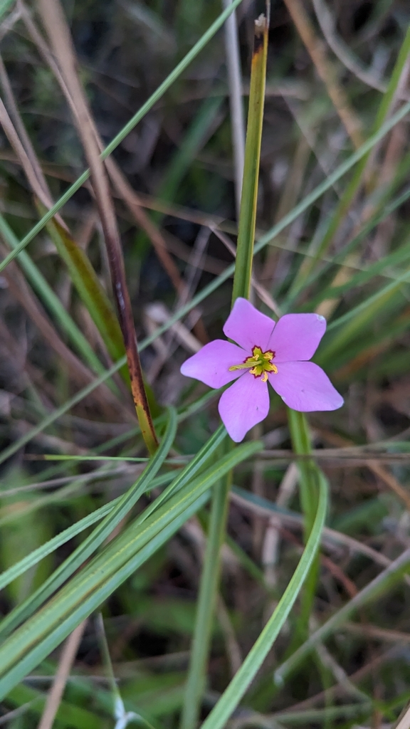 marsh pink from Miami-Dade County, FL, USA on January 17, 2024 at 05:49 ...