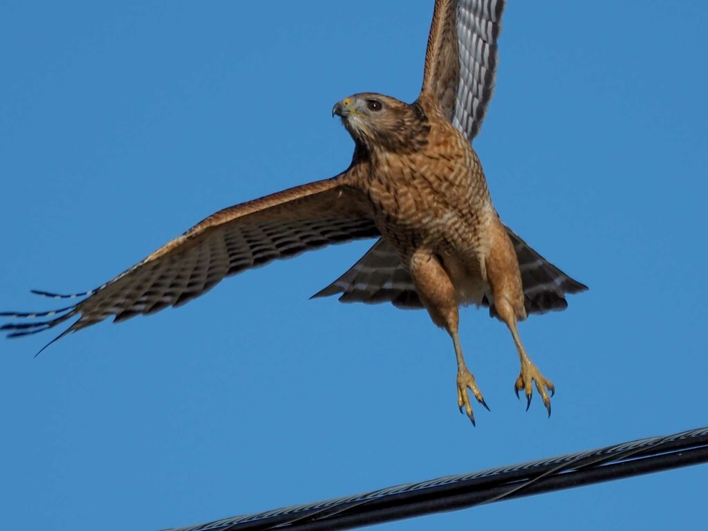Red-shouldered Hawk from Hunt County, TX, USA on January 10, 2024 at 03 ...