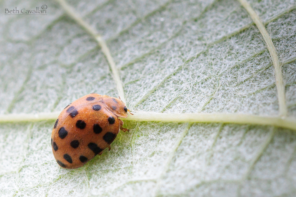 Hadda Beetle from Wardrop Valley NSW 2484, Australia on December 30 ...