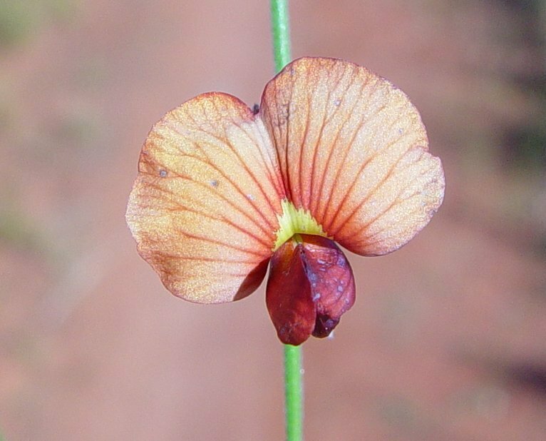 Isotropis iophyta from Peak Hill WA 6642, Australia on July 29, 2003 at ...
