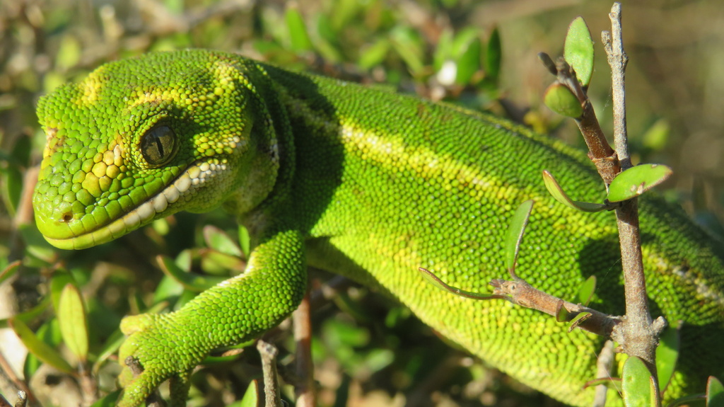 Jewelled Gecko in January 2024 by Arti Wilmshurst · iNaturalist