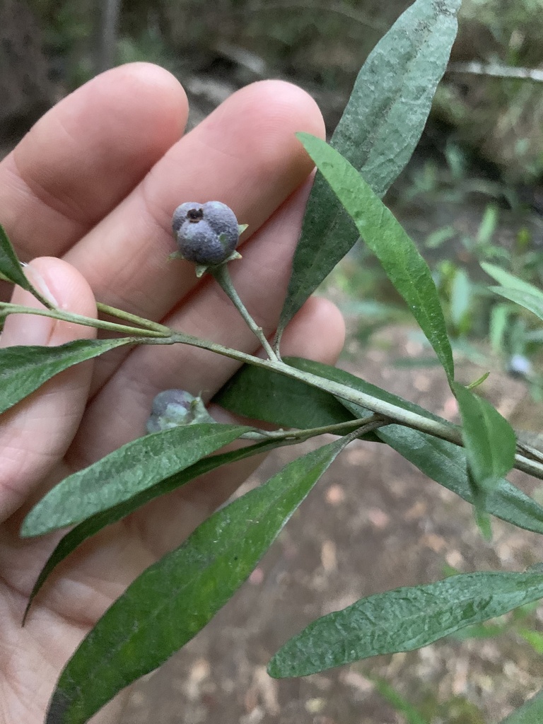 Pinkwood from Tasmania, South Hobart, TAS, AU on December 21, 2023 at ...