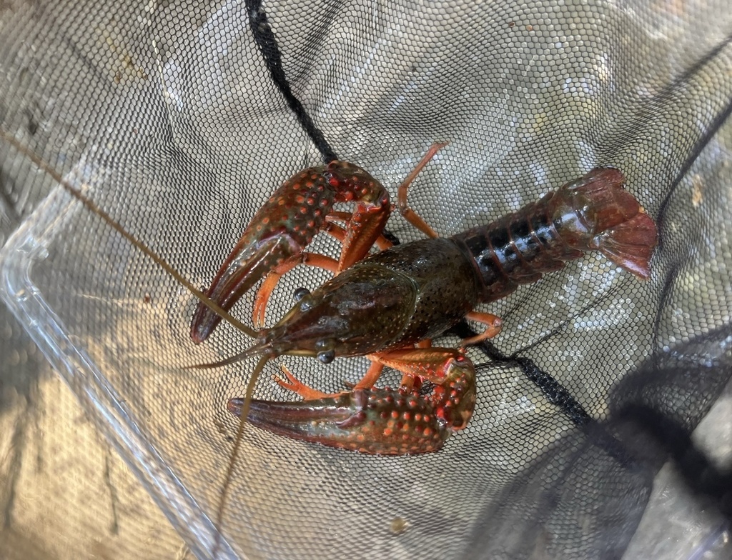 Red Swamp Crayfish from Putah Creek, Dixon, CA, US on June 30, 2023 at ...