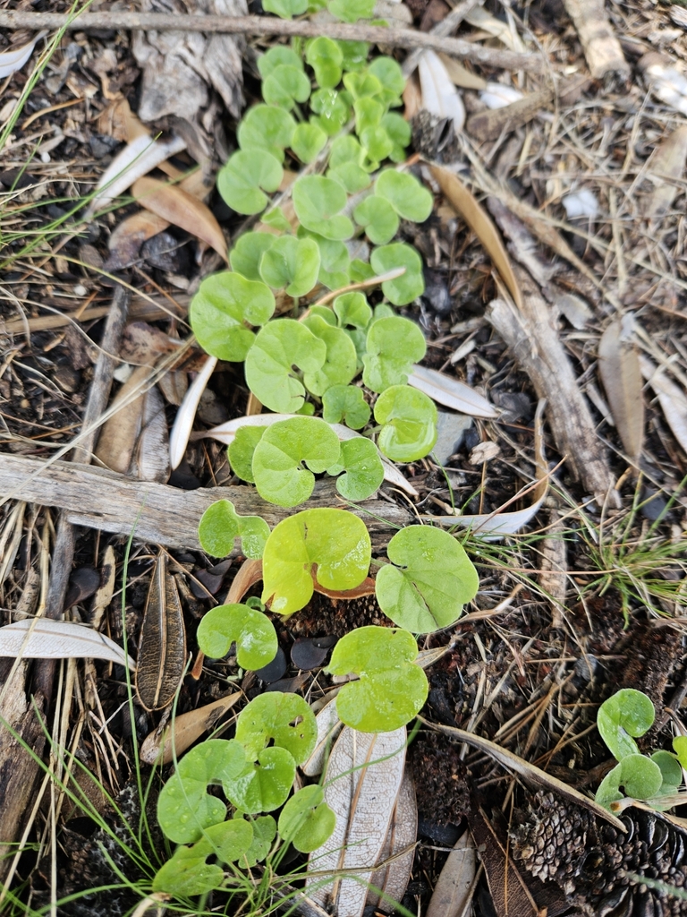 kidney weed from Seaford VIC 3198, Australia on January 19, 2024 at 11: ...