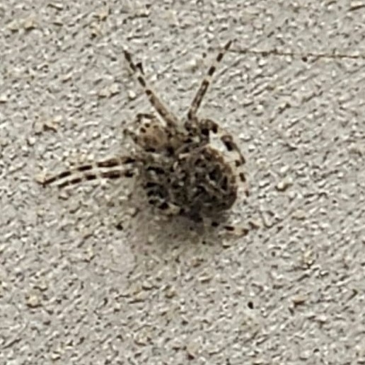 Brown Sailor Spider from 6R9M+MPH, La Libertad, Nicaragua on 18 January ...