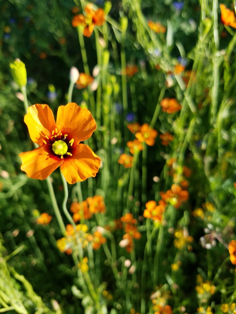 wind poppy from 17800 Idaleona Rd, Perris, CA 92570, USA on April 12 ...