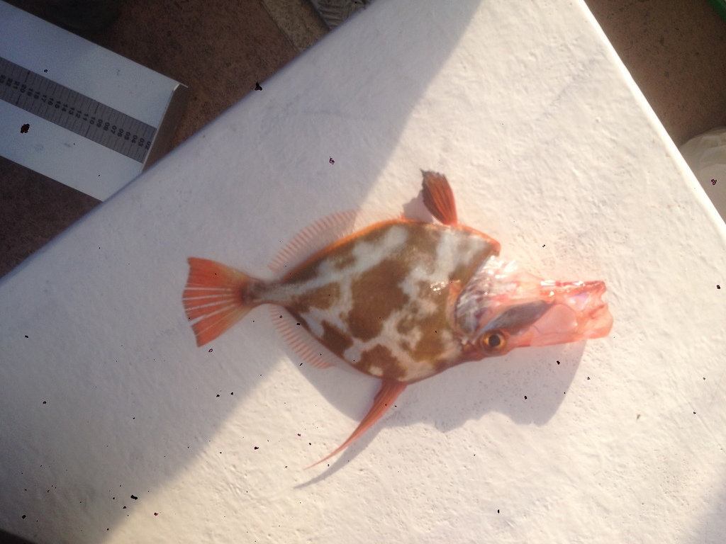 Silver Dory (Cyttus australis) - Marine Life Identification