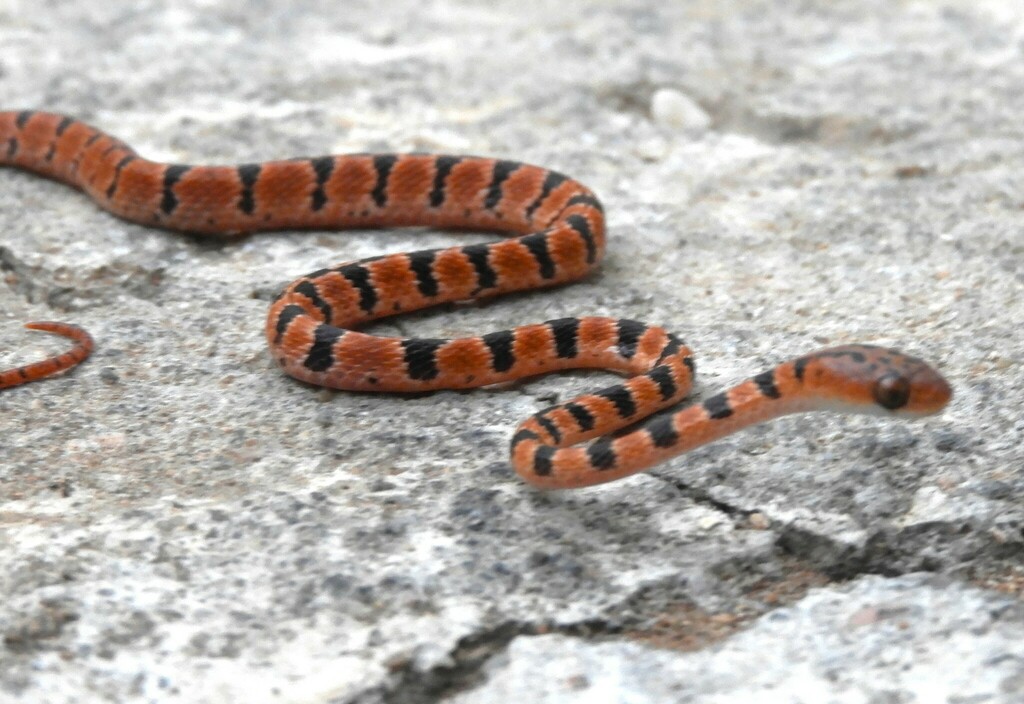 Central American Tree Snake from Berriozábal, Chis., México on January ...