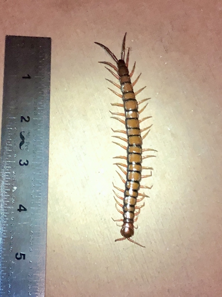 Pacific Giant Centipede from Ford Island, Honolulu, HI, US on May 10 ...