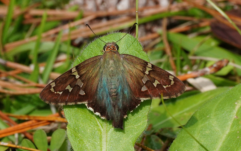 Long-tailed Skipper from Osceola County, FL, USA on January 13, 2024 at ...