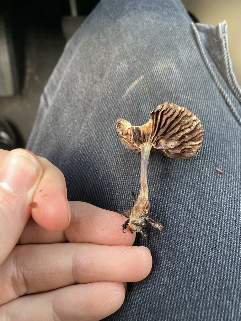 Wavy Cap in January 2024 by samzanita. Drive thru wavy · iNaturalist
