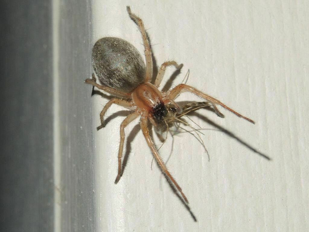 garden ghost spider from Jamaica Bay Wildlife Refuge, Queens, NY, USA ...