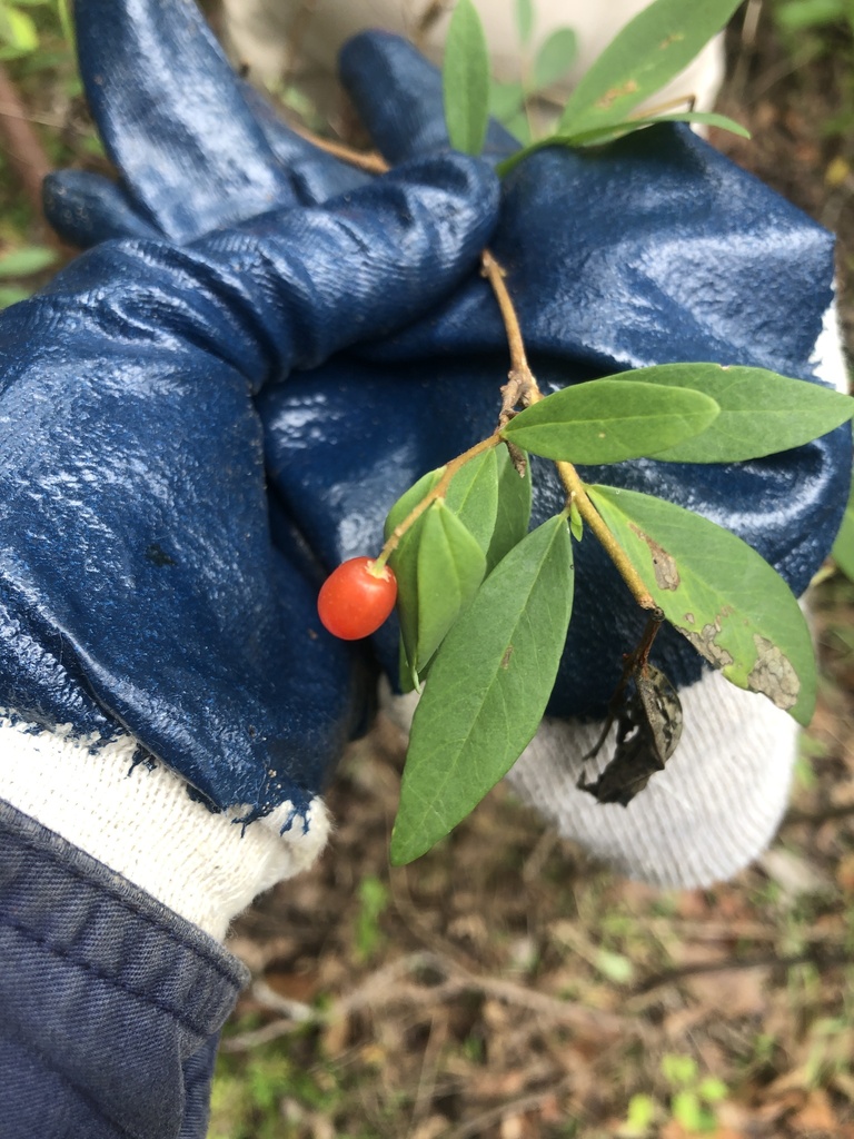 Bootlace Plant from Carwoola St, Bardon, QLD, AU on January 19, 2024 at ...