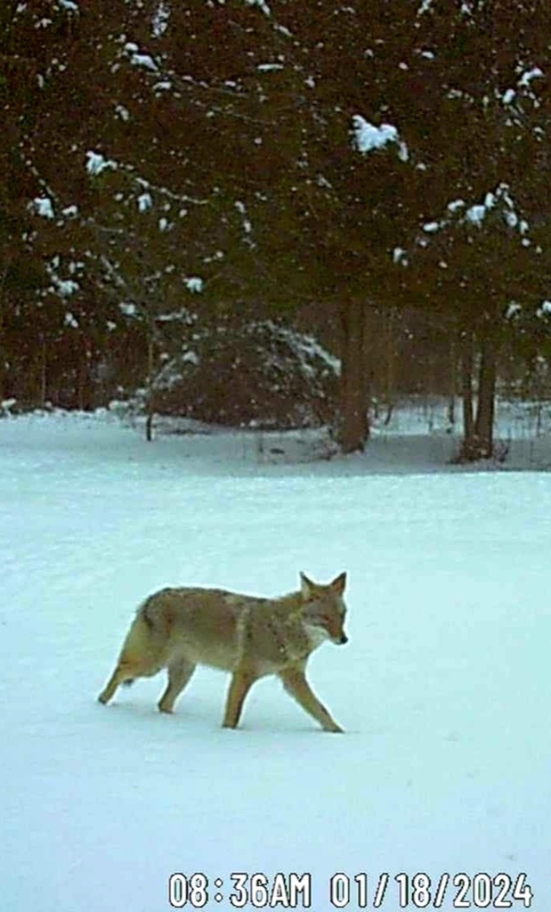 Great Lakes Coyote from Huron Township, MI, USA on January 18, 2024 by ...