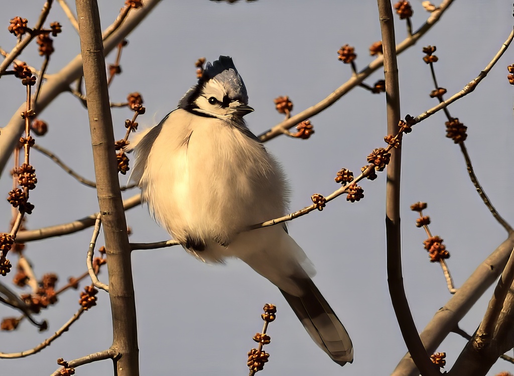 Blue Jay from Second Woods Park, St. Catharines, ON, Canada on January ...